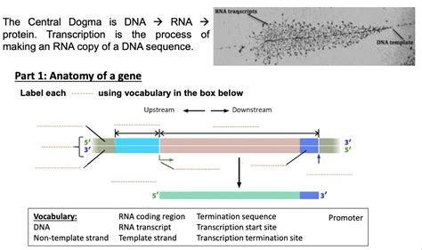 Solved Rna Tra The Central Dogma Is Dna Rna Protein Transcription