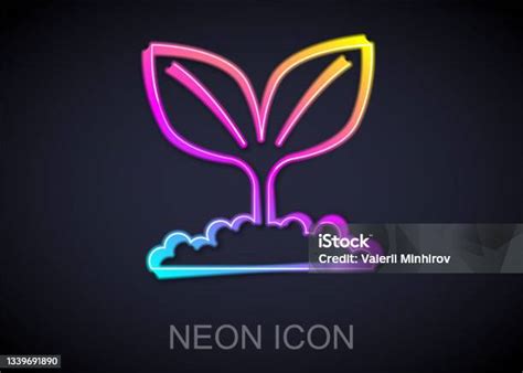 검은 색 배경에 고립 된 빛나는 네온 라인 식물 아이콘 종묘와 묘목 나뭇잎 기호 잎 자연 벡터 0명에 대한 스톡 벡터 아트 및 기타 이미지 Istock