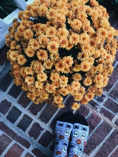 Hushedhippie Spooky Socks And Mums Tumbex