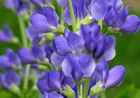 What Do Different Flower Colors Symbolize Flowerama San Antonio
