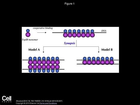 Crystal Structure Of A Bacterial Topoisomerase Ib In Complex With Dna