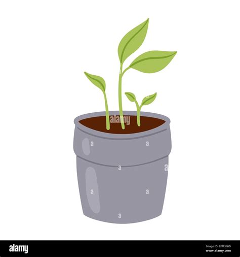 Sprout In Pot Potted Houseplant Herbs In Pot Gardening Activity