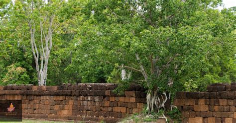 Buddha Enlightenment Tree Thankyou Buddha