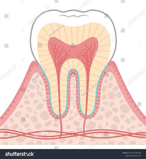 Tooth Illustration Tooth Structure Diagram Stock Vector Royalty Free