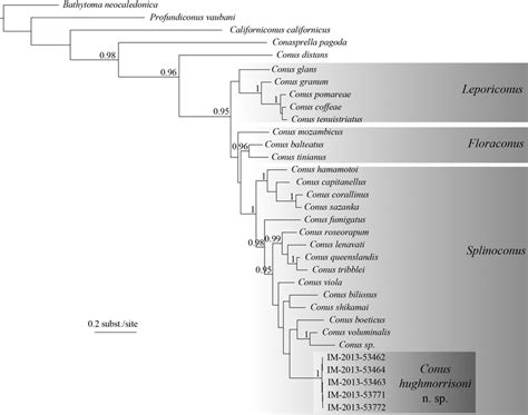 Bayesian Phylogenetic Tree Obtained With The Coi Gene Posterior Download Scientific Diagram