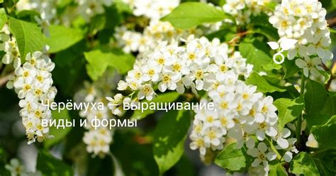 Черёмуха — выращивание, виды и формы . Посадка и уход. Фото — Ботаничка
