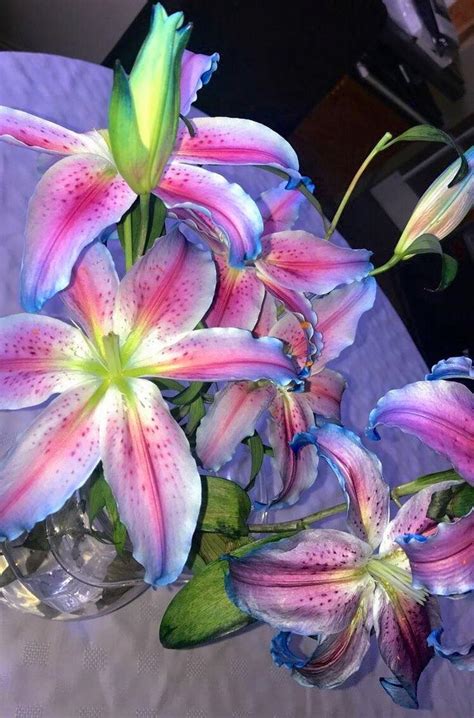 Madonna Lilly Lillium Candidum Blue Stargazer Lilly Rflowers