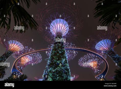The Supertree Grove During The Evening Garden Rhapsody Sound And Light