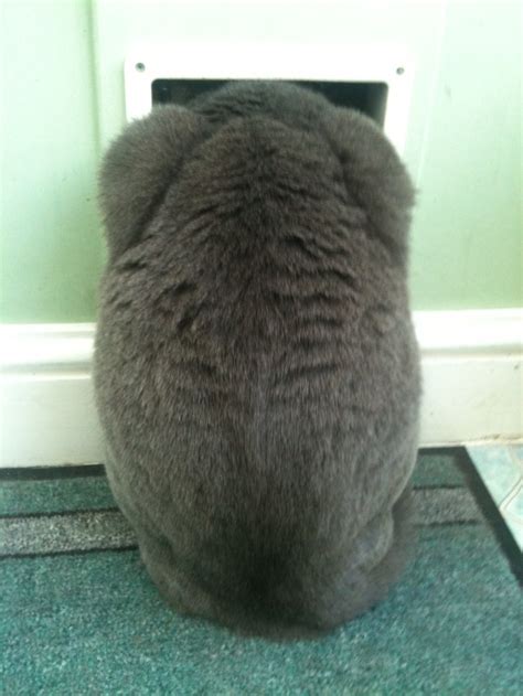 Shrinking Cat Door Mystery