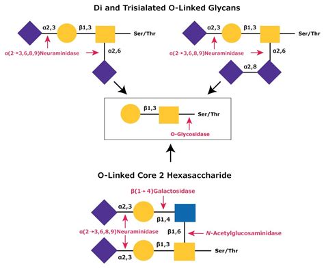 O Linked Glycan Strategies