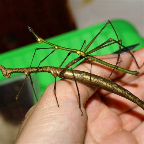 Палочник богомол картинки и фото Poknokart