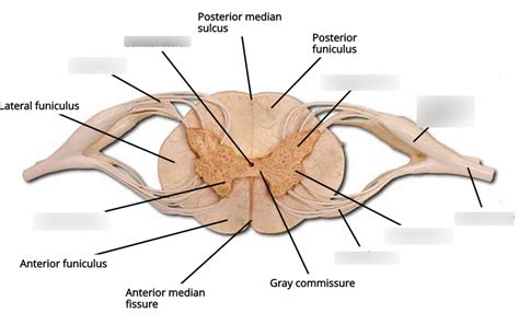 Spinal Cord Lab Model Diagram Quizlet