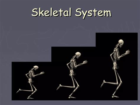 Skeletal System Powerpoint Ppt