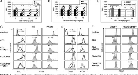 Figure 2 From Regulatory T Cell Formation Regulatory T Cell Function