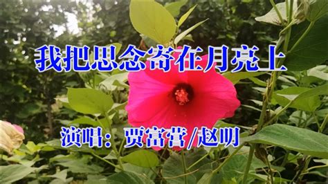 贾富营赵明一首《我把思念寄在月亮上》甜美动听，唱出浓浓思念！高清1080p在线观看平台腾讯视频