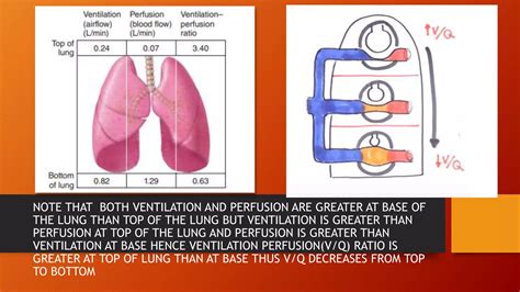 Diffusion Across Respiratory Membrane Ventilation Perfusion Ratio And Abnormalities Pptx