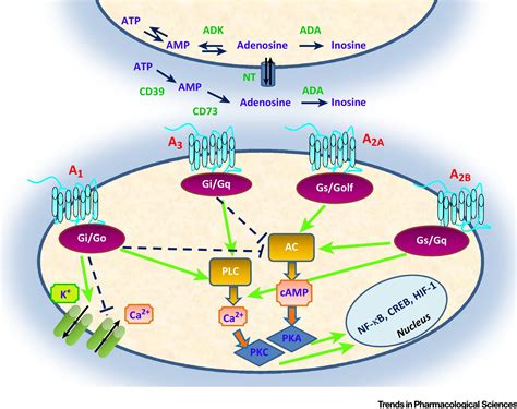 Adenosine Receptors