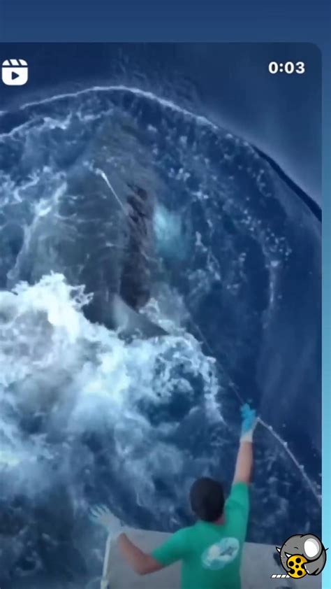 فیلم کوسه غول پیکر ماهی تن ماهیگیران را در یک لحظه دزدید فیلو