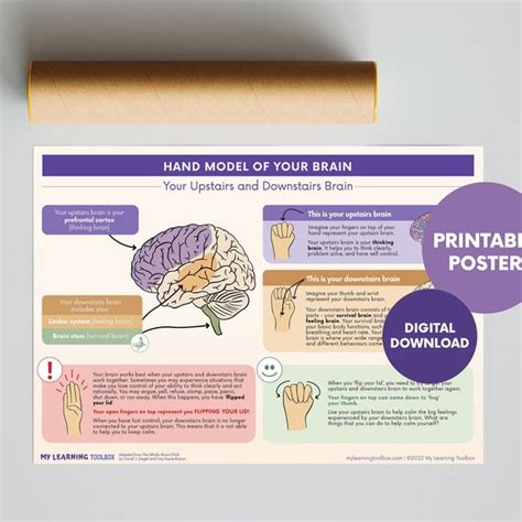 Brain Hand Model Poster Etsy