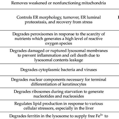 Comparison Of The Different Types Of Selective Autophagy Download