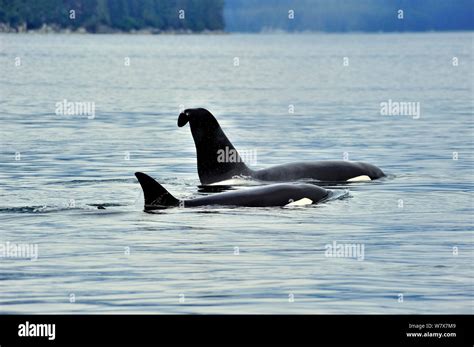 Male Orca Killer Whale Orcinus Orca With A Curved Dorsal Fin And