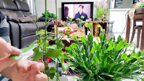 게발선인장을목기린선인장에접목해봅니다이렇게하면 접목이 잘 됩니다함께 공유해요~~ Youtube