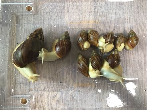 4 24 달팽이 첫 포스팅 입문 달팽이 키우기 네이버 블로그