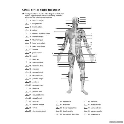 Muscle Worksheet First Grade