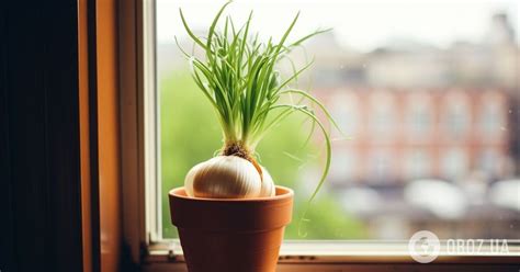 Як виростити на вікні зелену цибулю спосіб без землі Oboz Ua