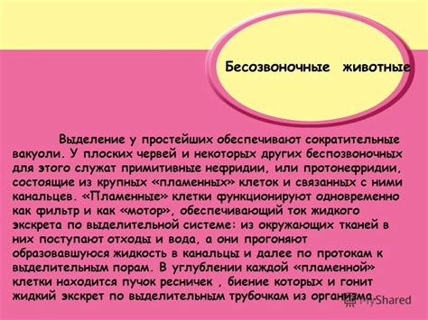Презентация на тему Эволюция Выделительная система Это процесс в результате которого из