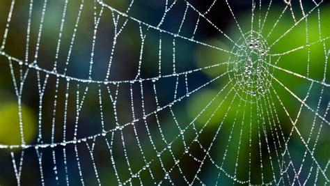 როგორ მოვაშოროთ მარტივად ობობის ქსელები თვეობით დაკეტილი აგარაკიდან