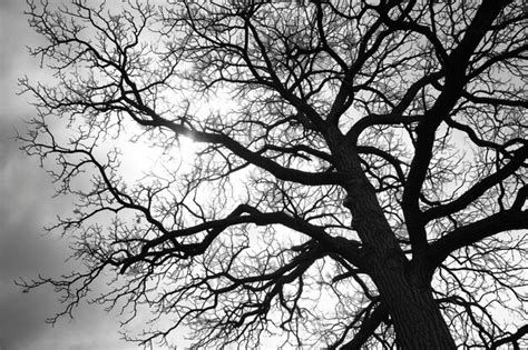 Premium Photo Black And White Tree Branch