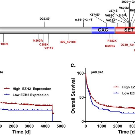 Upregulation Of Ezh2 Target Genes A Correlation Of Protein And Mrna Download Scientific