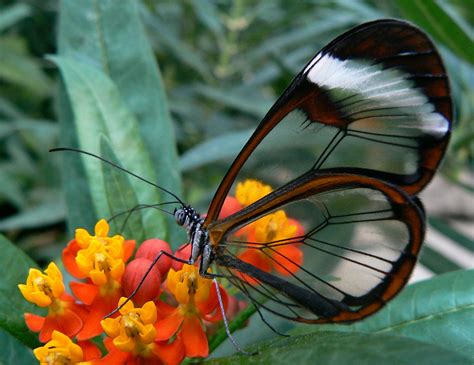 Filee3000 The Wings Become Windows Butterfly By Sa