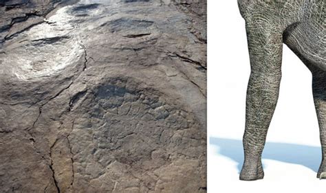 Dinosaur Behind Worlds Biggest Footprint Found 35 Tonne Thunderfoot