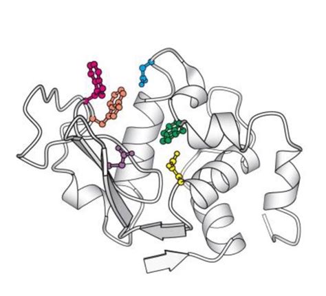Biochemistry Chapter 6 Flashcards Quizlet