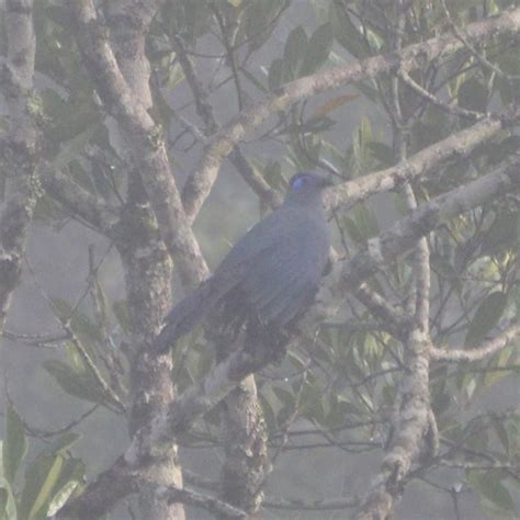 アオジカッコウ Coua Caerulea Picture Bird