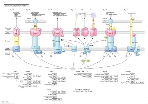 Kegg Pathway Bacterial Secretion System Reference Pathway
