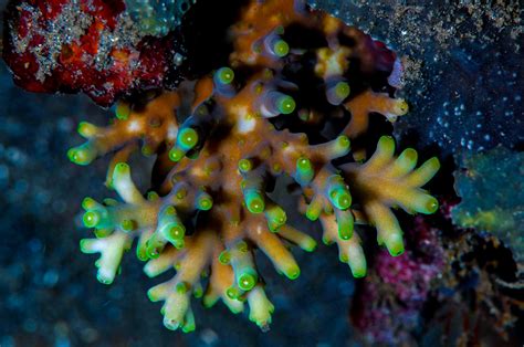 3 Differences Between Hard And Soft Corals Murex Resorts