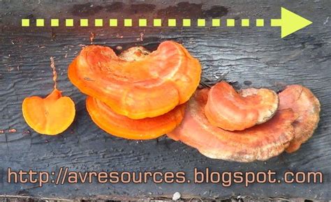 Agro Vista Resources Ganoderma Diseases The Appearance From Its Earliest Stage To Mature
