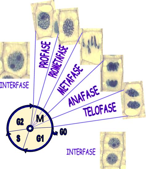 Diagrama De Las Etapas De La Mitosis BiologÍa Y GeologÍa 3º 4º