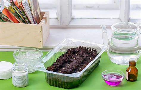 Как подготовить семена овощей к посеву на грядки эффективные способы Читайте на Ukr Net