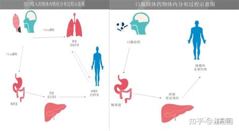 必学！浅析经口吸入药物生物等效性的欧美法规要求 知乎