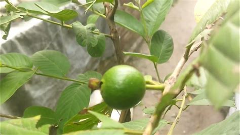 গোরি তেরি আম বড় পেয়ারা কাঁচা লঙ্কা ছাড়া মাখবো কি করে গান নতুন ২০২৩