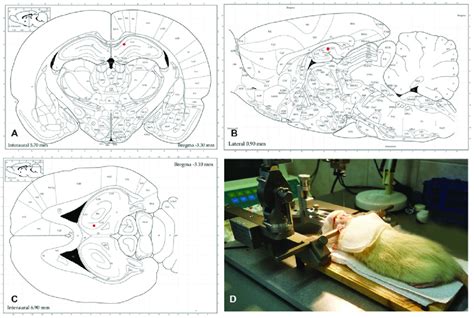 Stereotactic Injection Of 5 Oh Trp According To The Paxinos And Watson Download Scientific