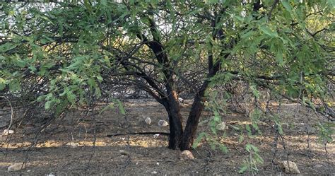 Do Codominant Stems Cause Trees To Break • Titan Tree Care