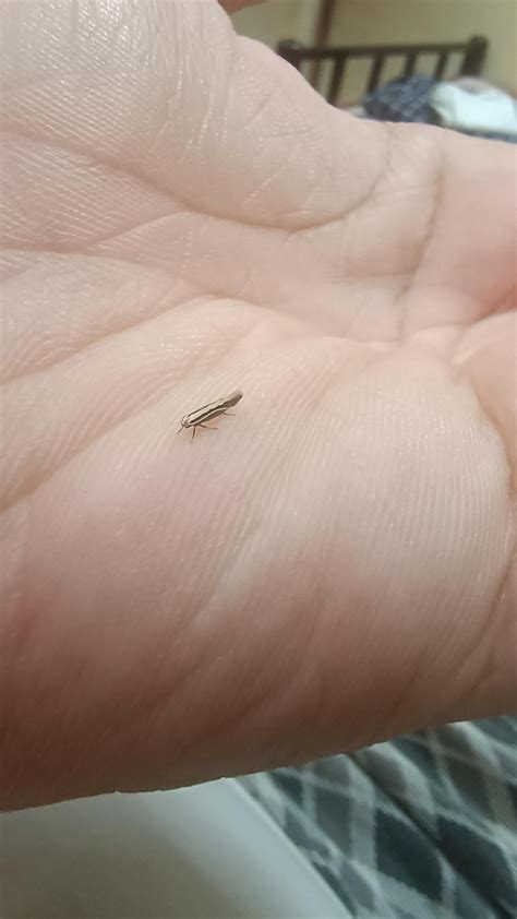 What Be It R Whatisthisbug