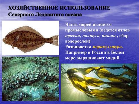 Природа Атлантического и Северного Ледовитого океанов Виды хозяйственной деятельности в океанах