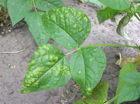 Bean Rust Uromyces Appendiculatus Nexles