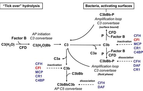 Biological Significance And Bioanalytical Strategies Of Complement